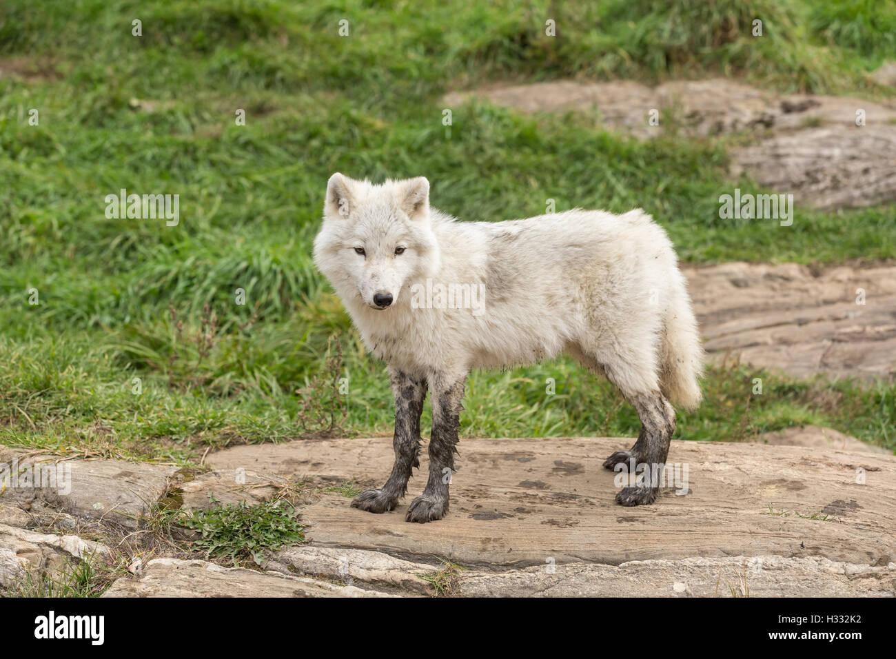 Arctic wolf in the fall forest Stock Photo - Alamy