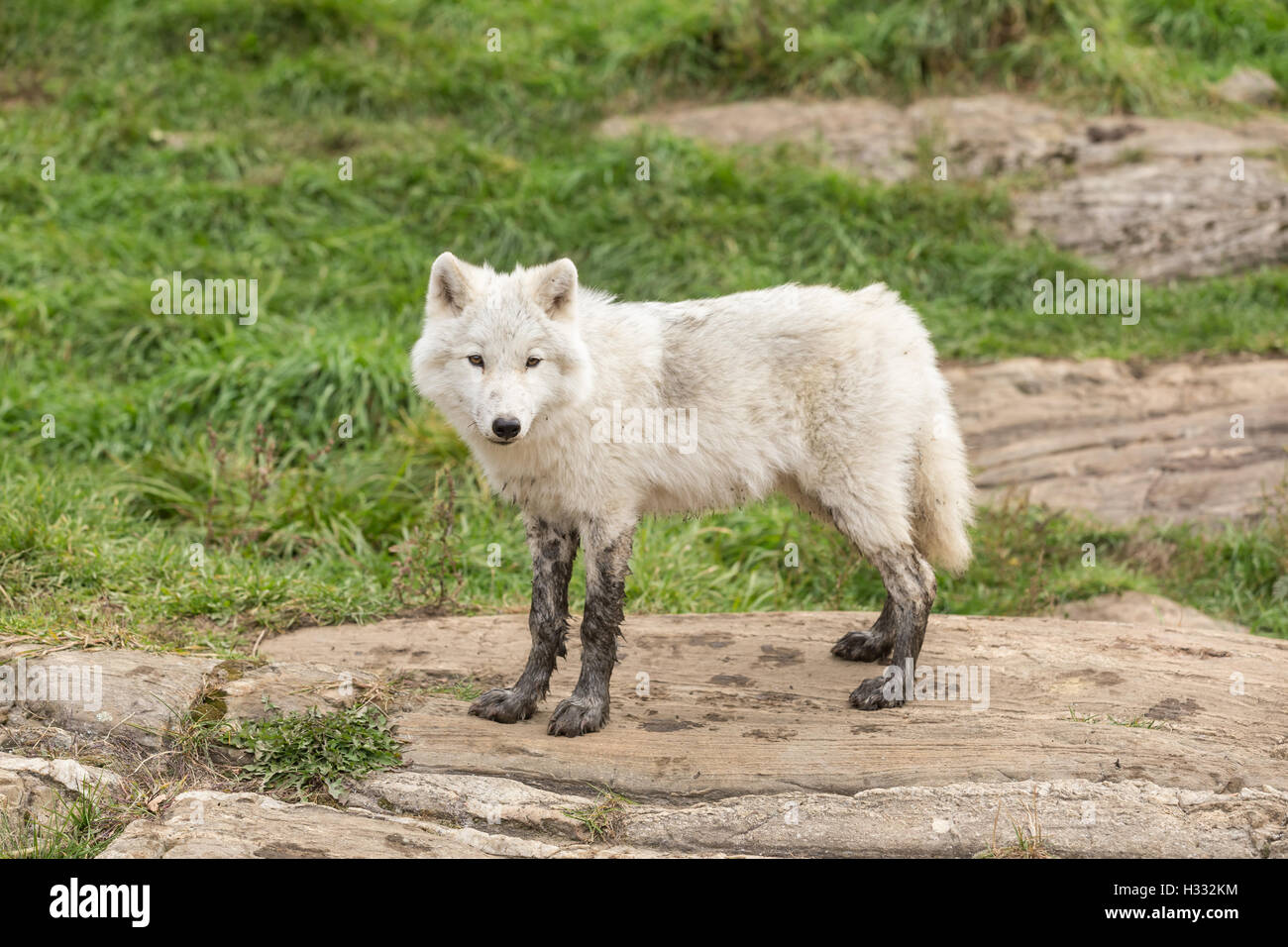 Arctic wolf in the fall forest Stock Photo - Alamy