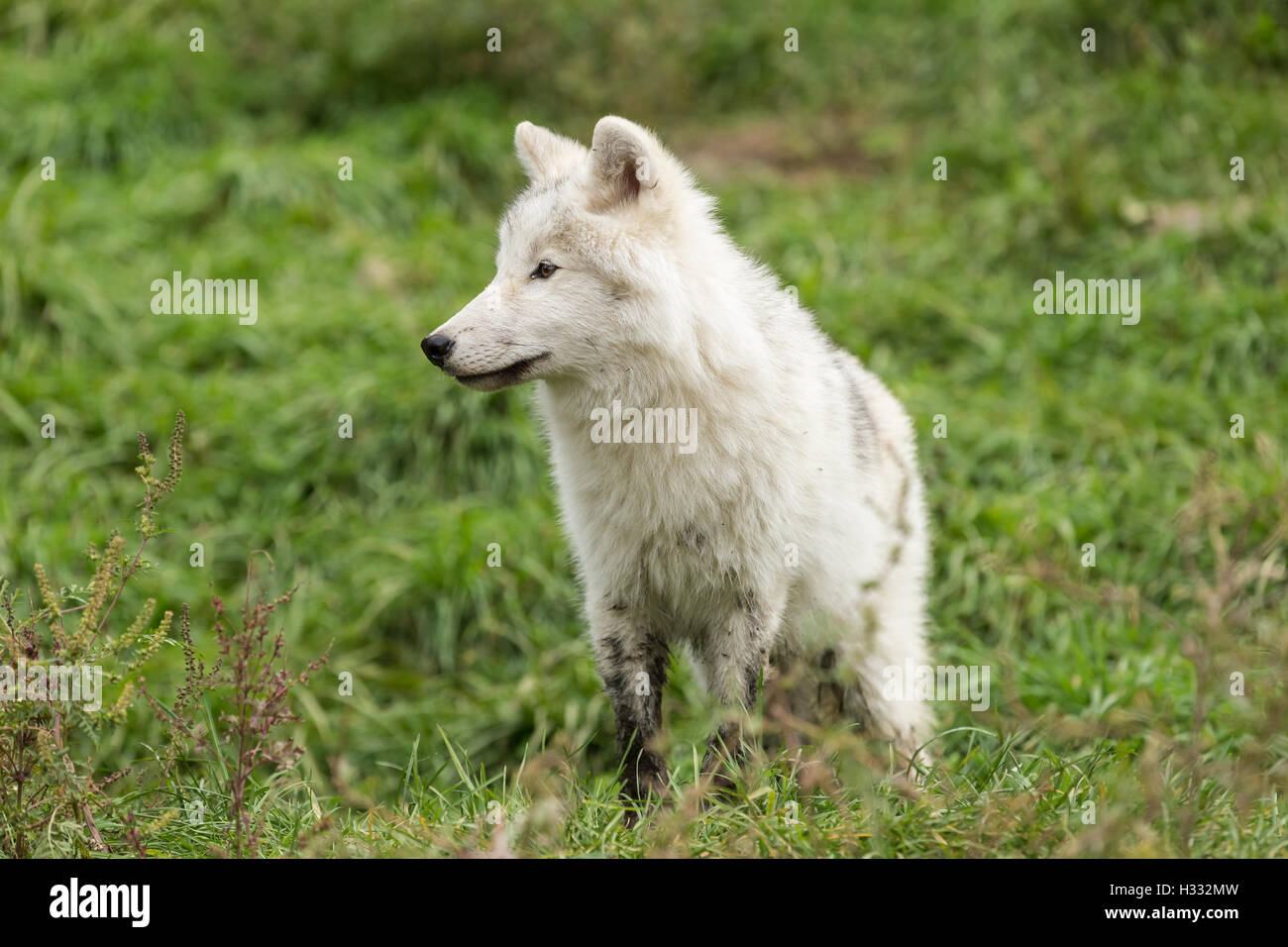Arctic wolf in the fall forest Stock Photo - Alamy