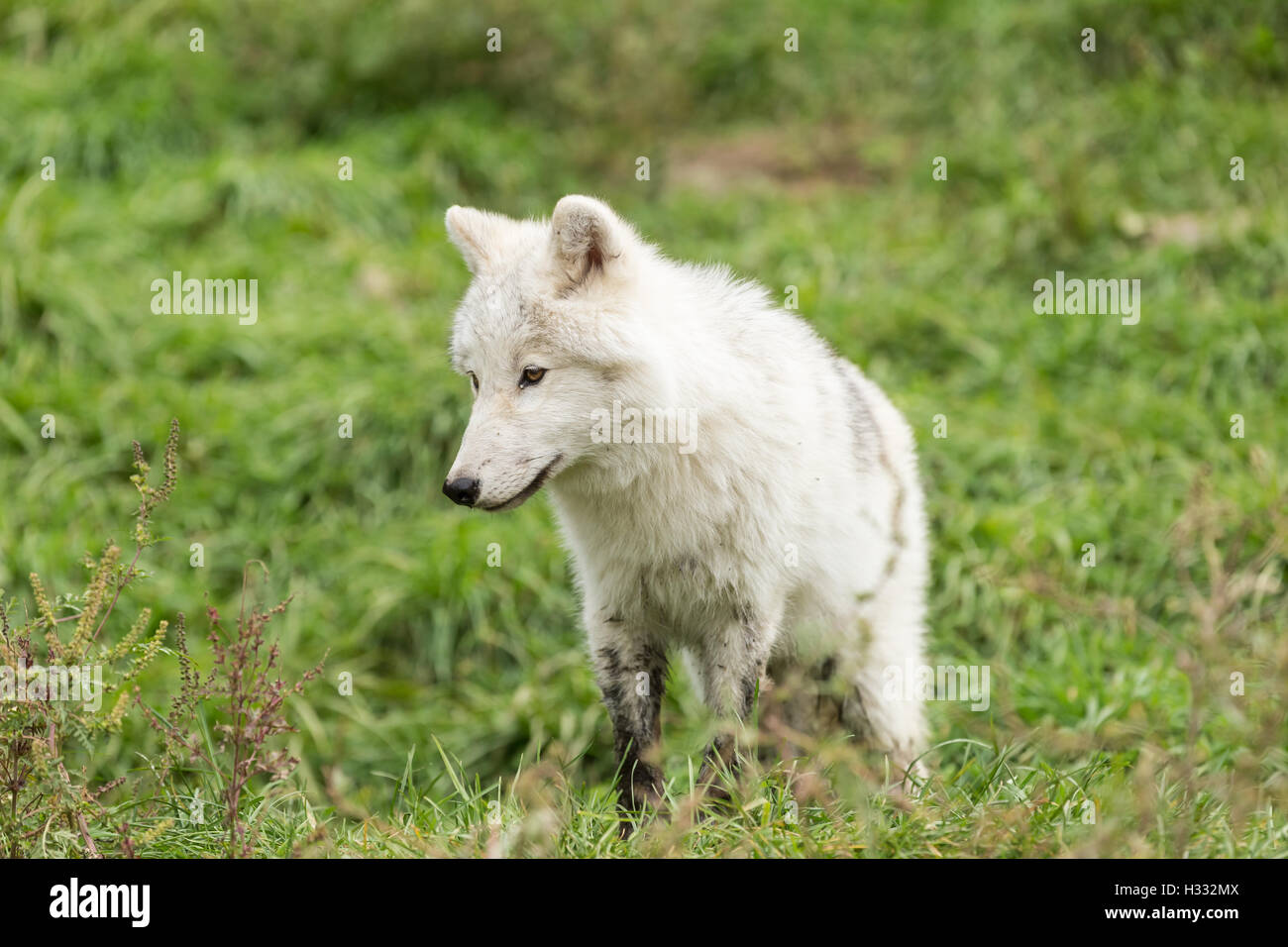 Arctic wolf in the fall forest Stock Photo - Alamy