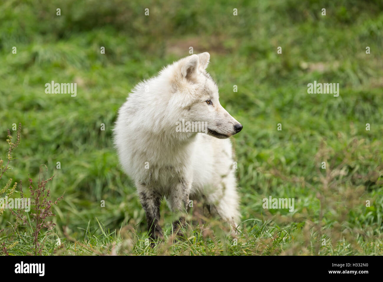 Arctic wolf in the fall forest Stock Photo - Alamy