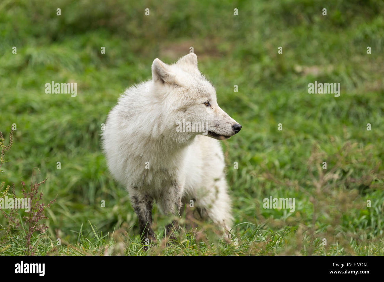 Arctic wolf in the fall forest Stock Photo - Alamy