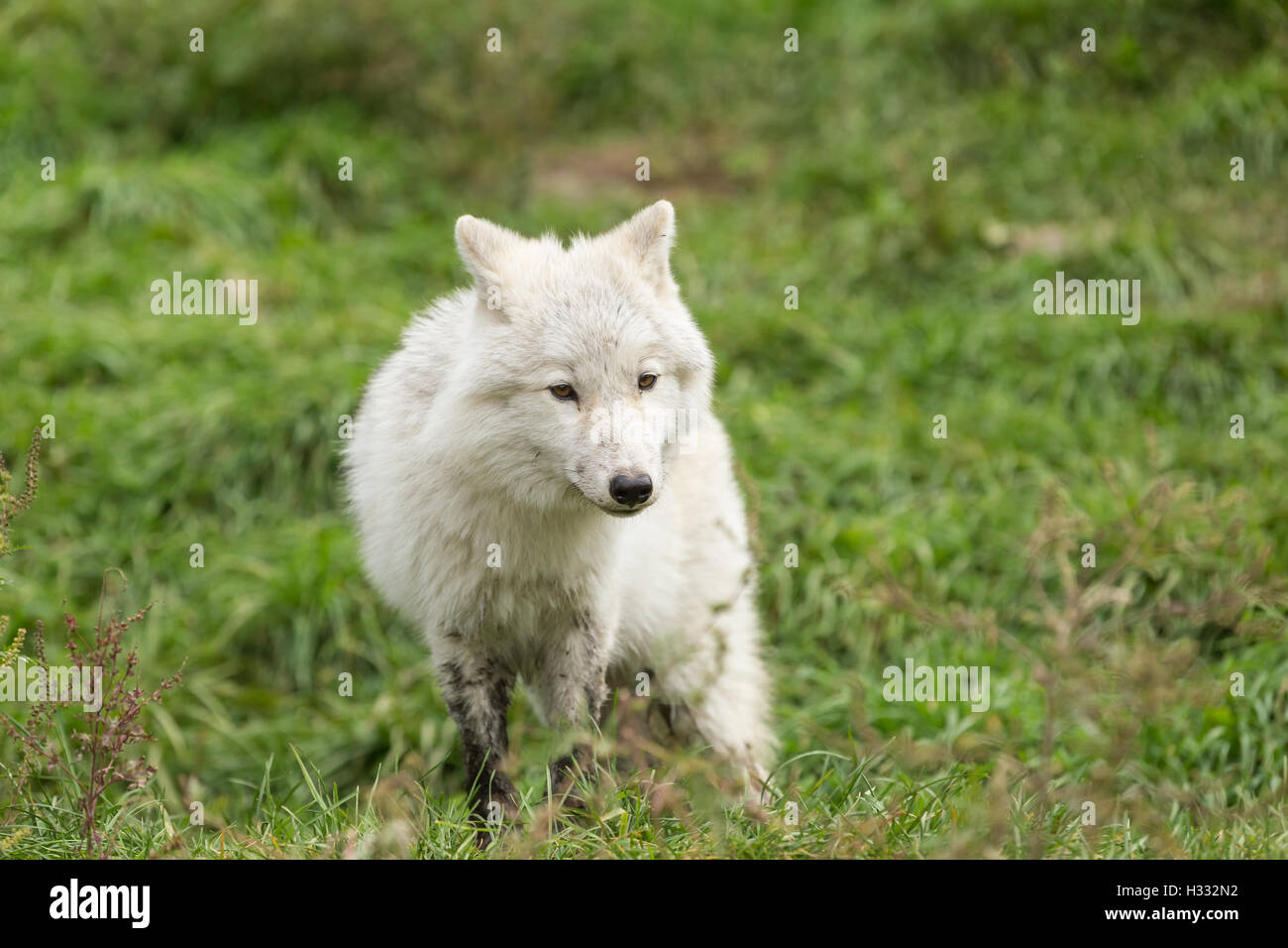 Arctic wolf in the fall forest Stock Photo - Alamy