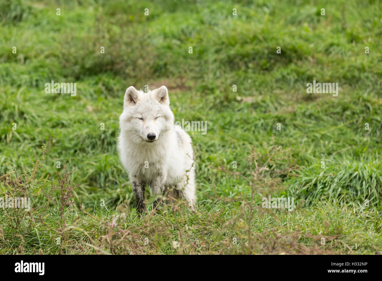 Arctic wolf in the fall forest Stock Photo - Alamy