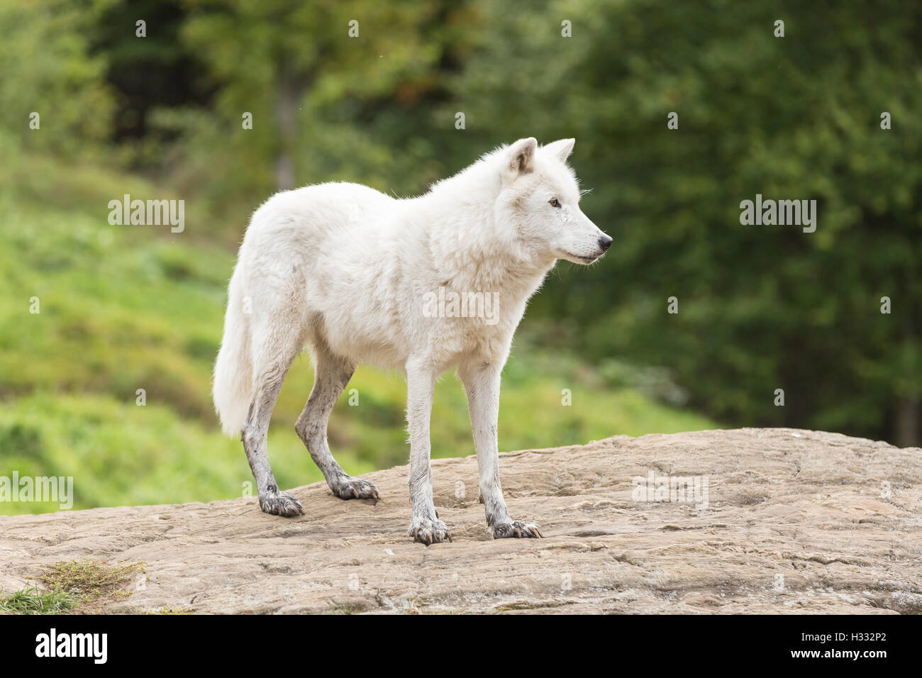 Arctic wolf in the fall forest Stock Photo - Alamy