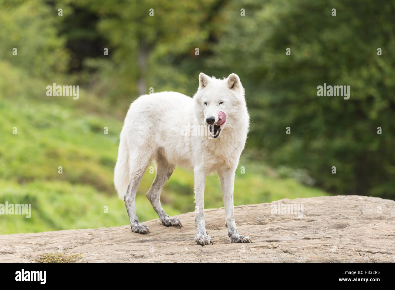 Arctic wolf in the fall forest Stock Photo - Alamy