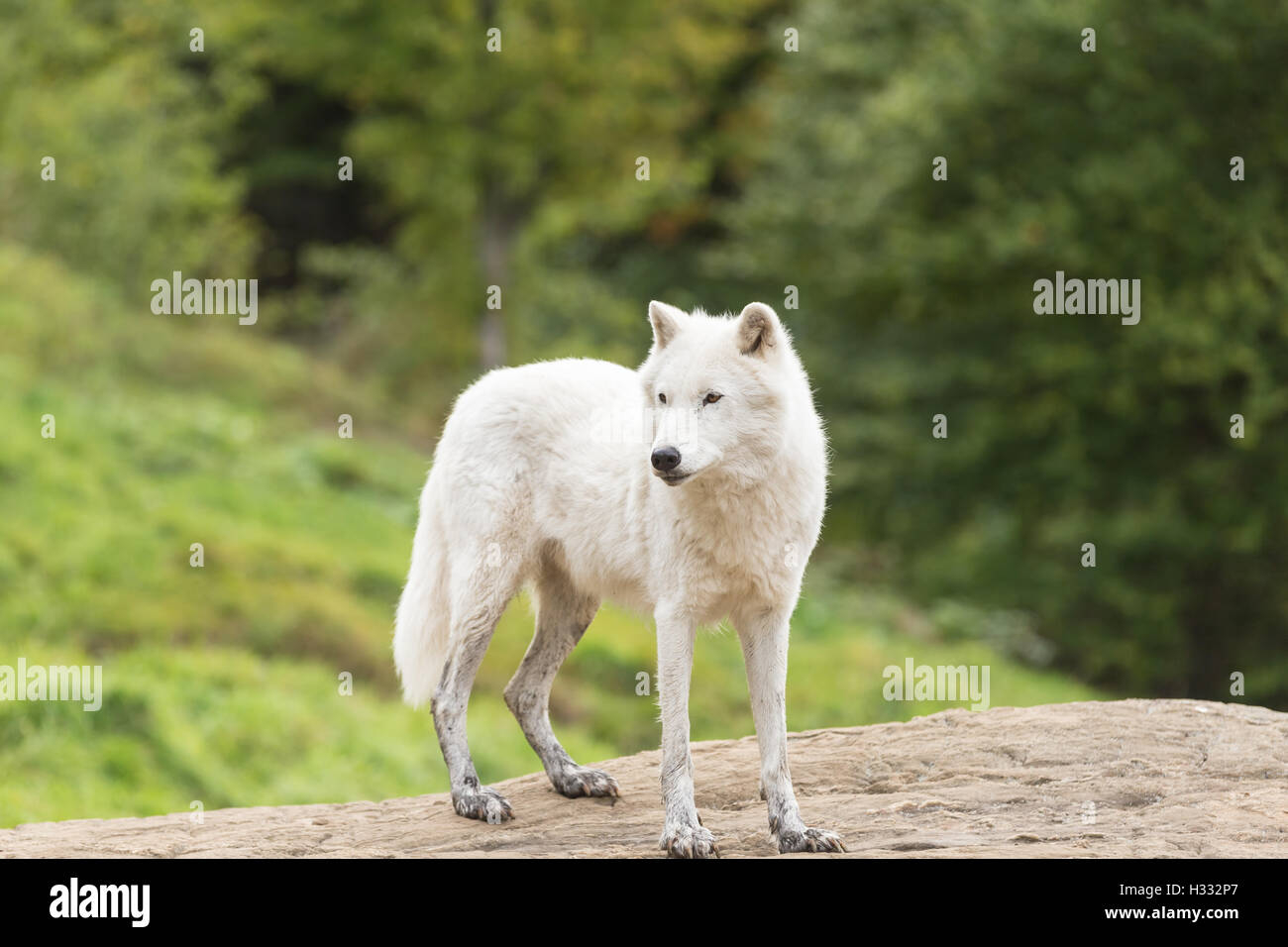 Arctic wolf in the fall forest Stock Photo - Alamy