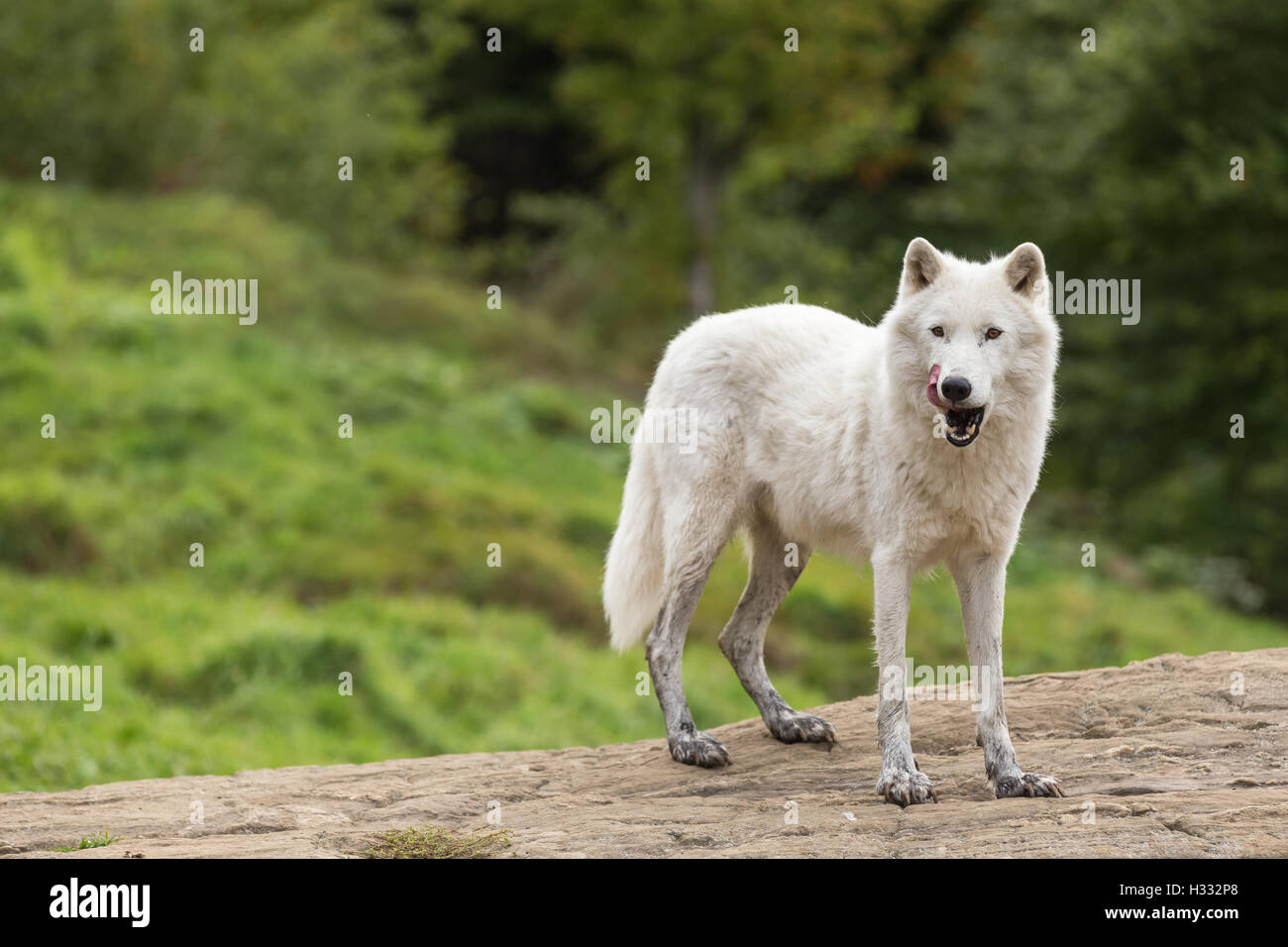 Arctic wolf in the fall forest Stock Photo - Alamy
