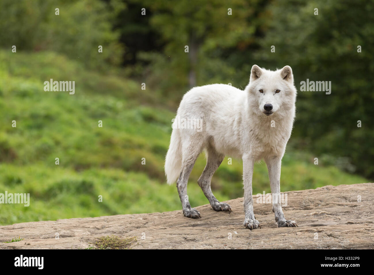 Arctic wolf in the fall forest Stock Photo - Alamy
