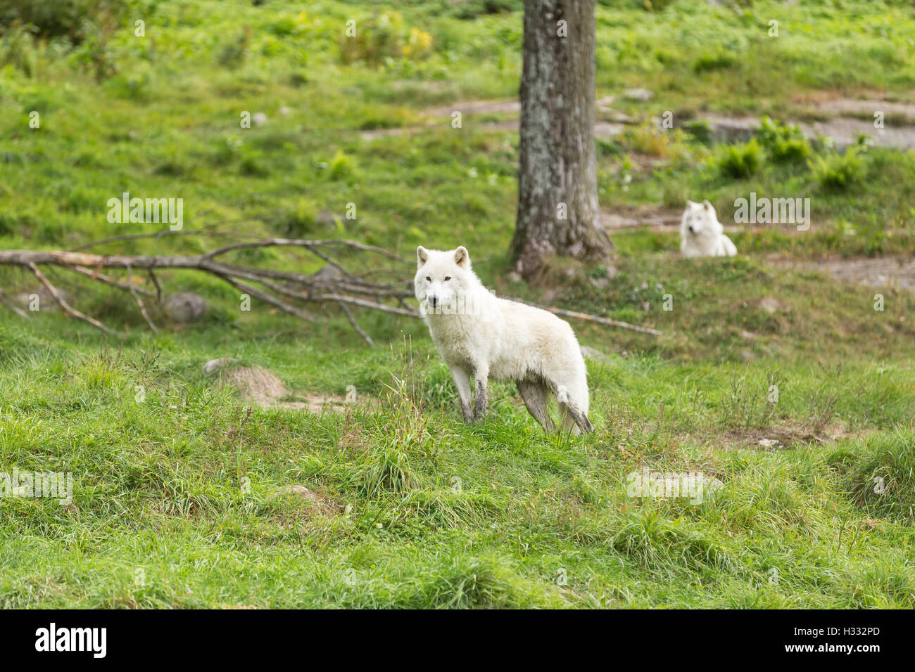 Arctic wolf in the fall forest Stock Photo - Alamy