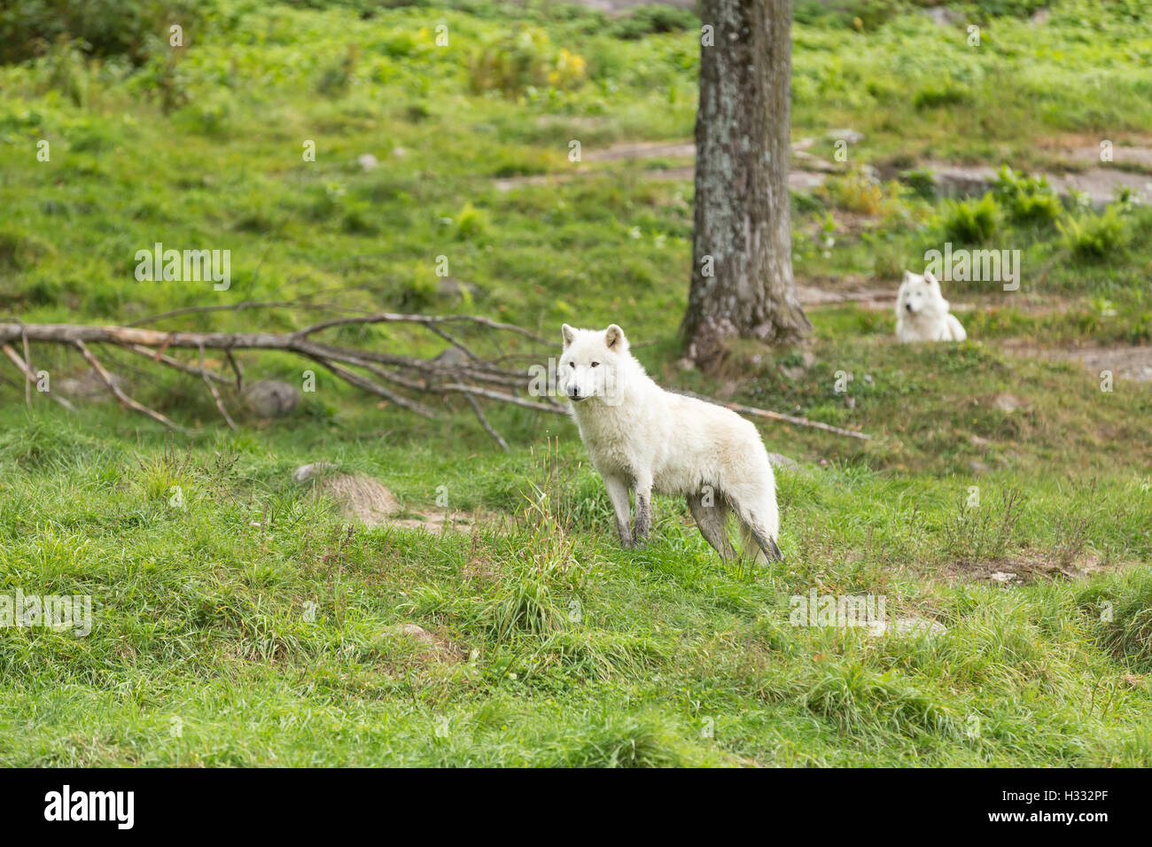 Arctic wolf in the fall forest Stock Photo - Alamy