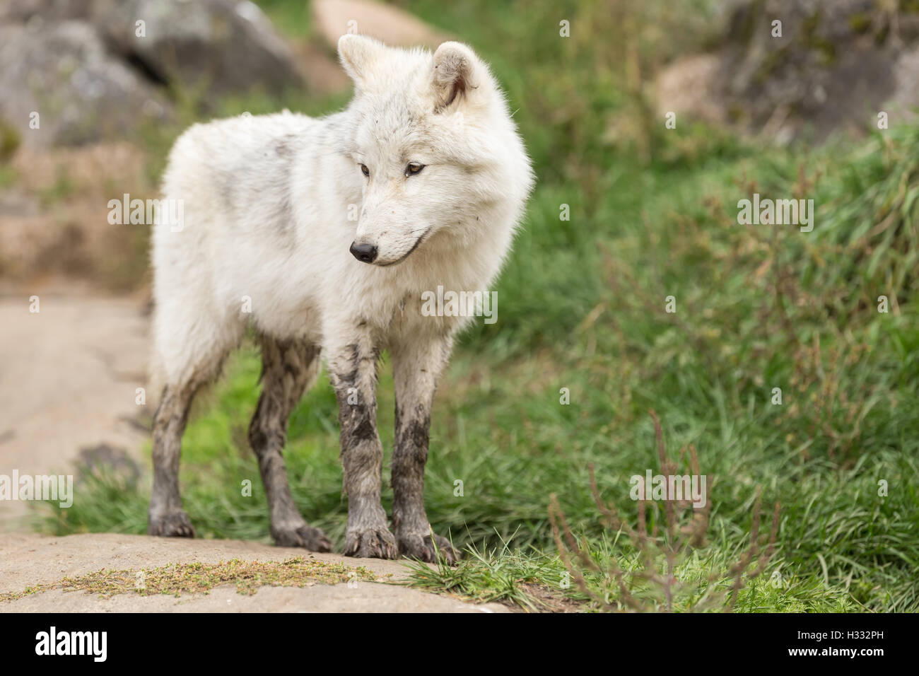 Arctic wolf in the fall forest Stock Photo - Alamy
