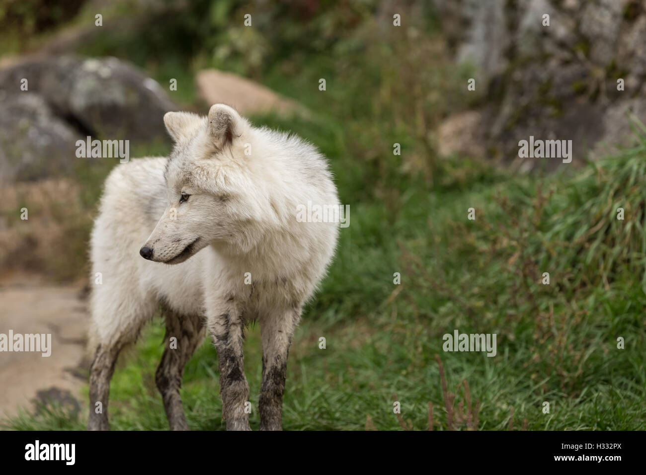Arctic wolf in the fall forest Stock Photo - Alamy