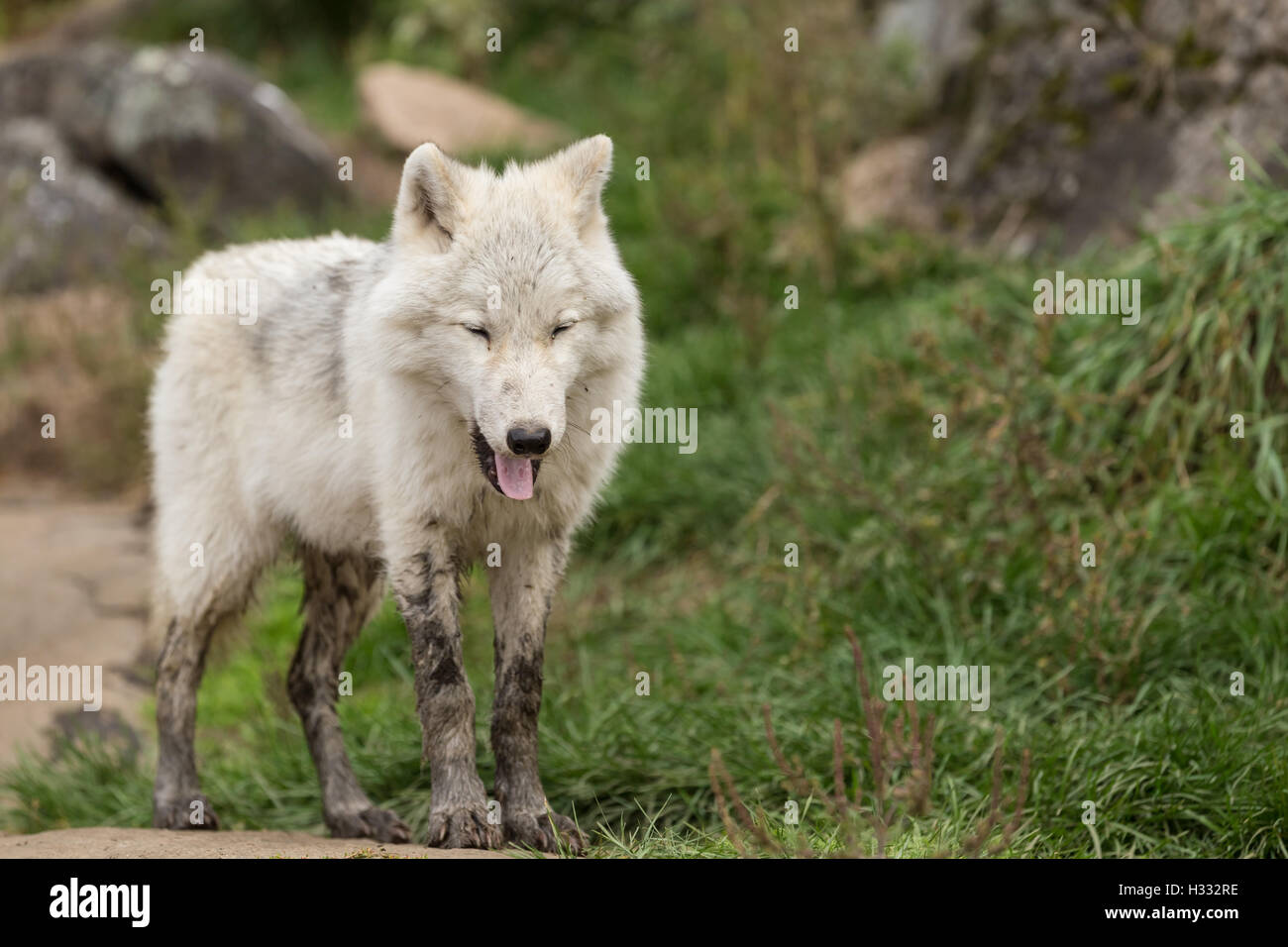 Arctic wolf in the fall forest Stock Photo - Alamy