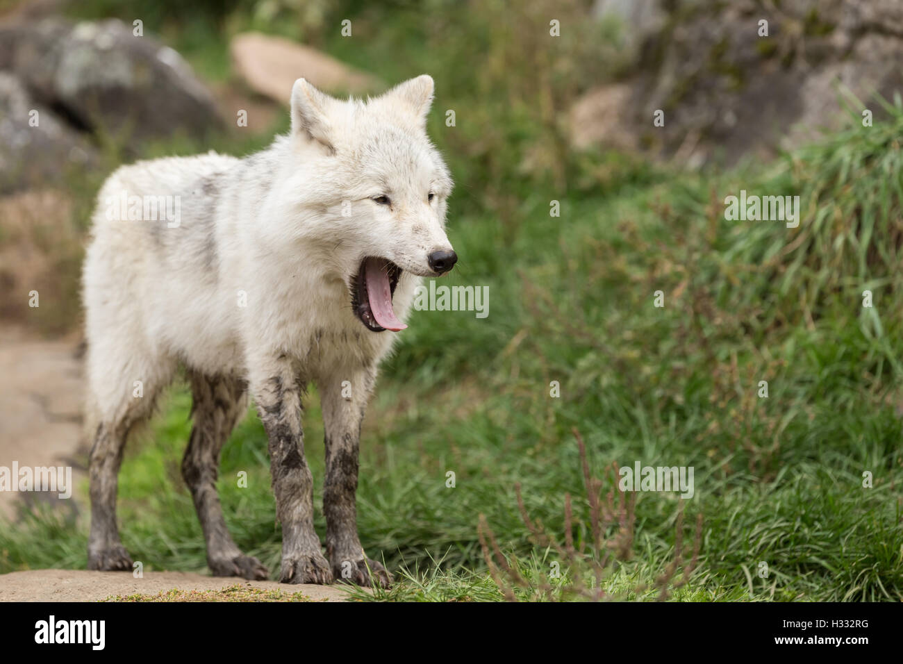 Arctic wolf in the fall forest Stock Photo - Alamy