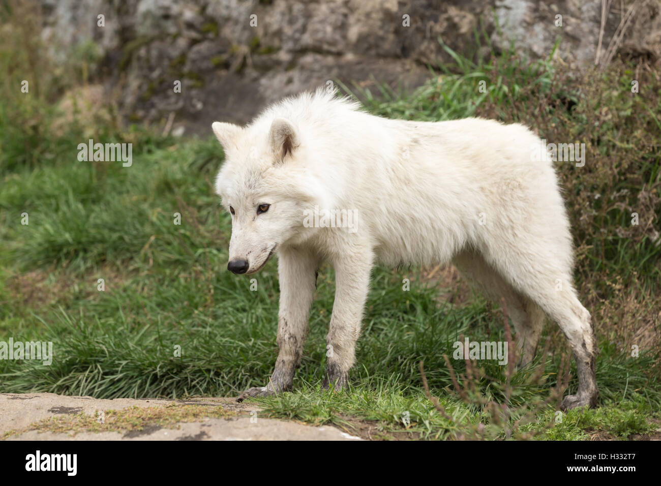 Arctic wolf in the fall forest Stock Photo - Alamy