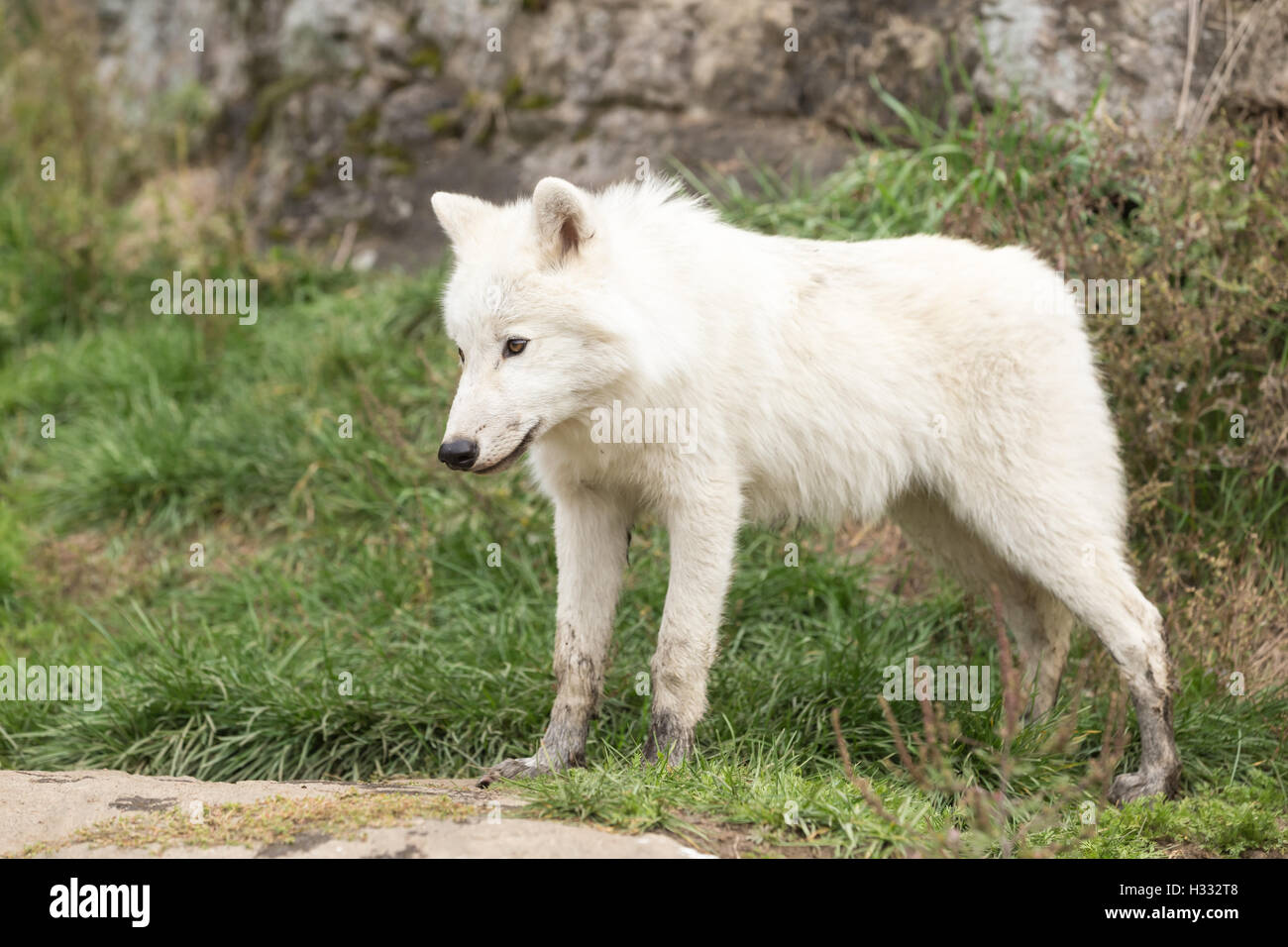 Arctic wolf in the fall forest Stock Photo - Alamy