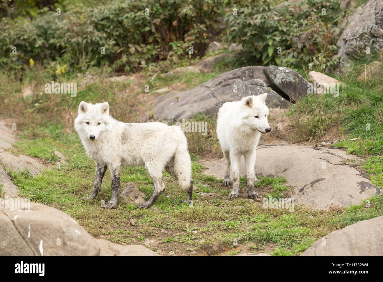 Arctic wolf in the fall forest Stock Photo - Alamy