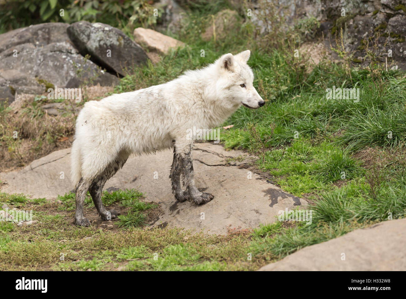 Arctic wolf in the fall forest Stock Photo - Alamy