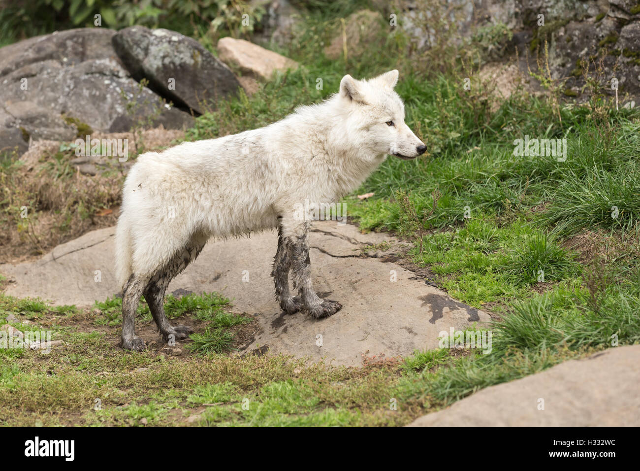 Arctic wolf in the fall forest Stock Photo - Alamy