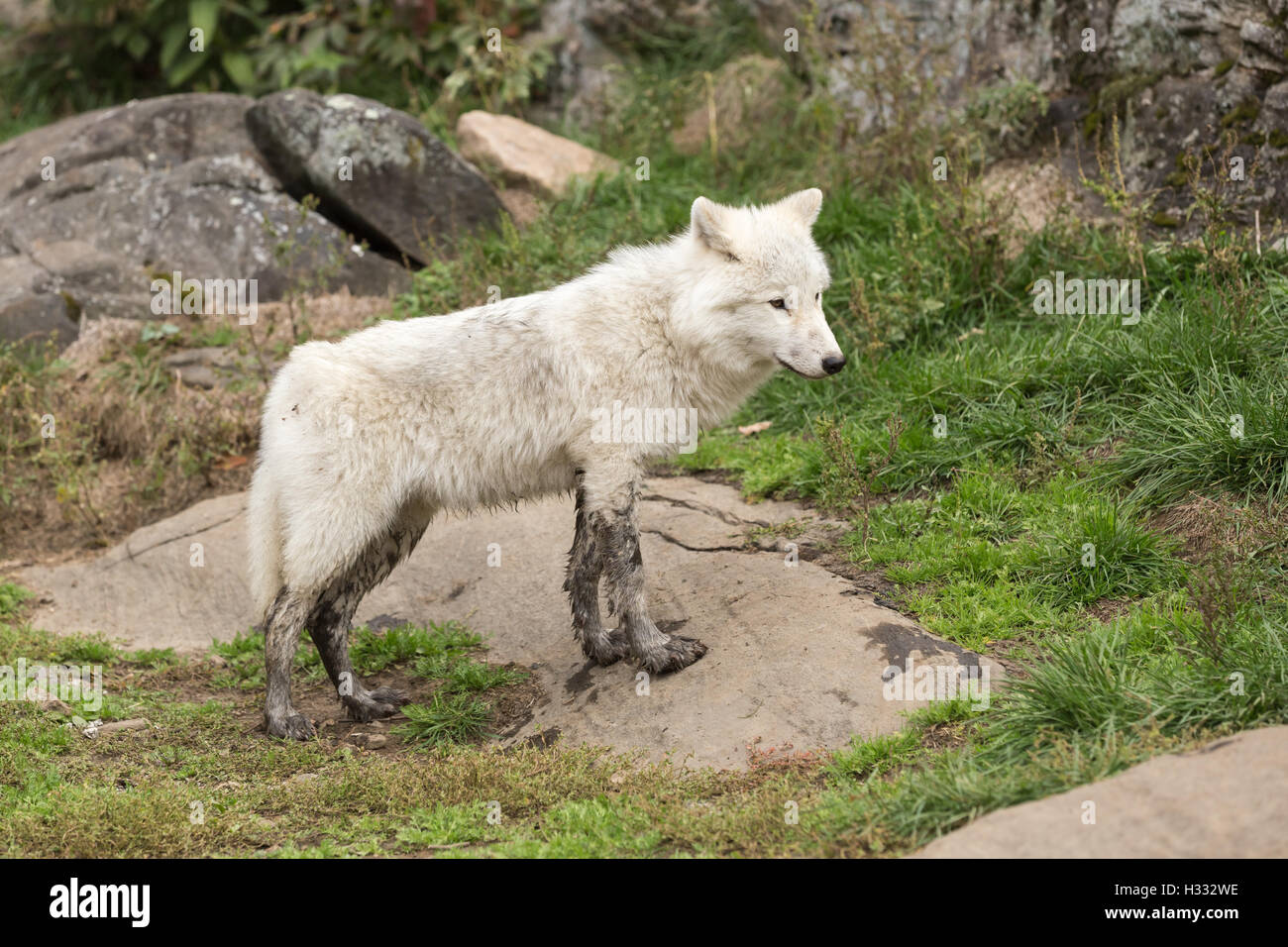 Arctic wolf in the fall forest Stock Photo - Alamy