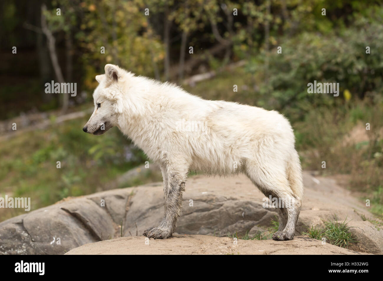 Arctic wolf in the fall forest Stock Photo - Alamy