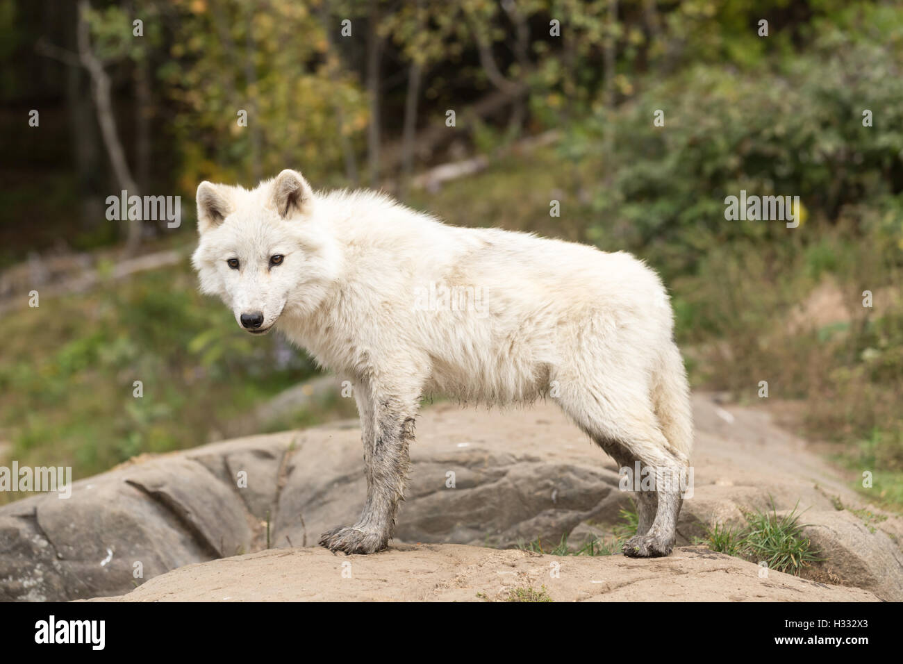Arctic wolf in the fall forest Stock Photo - Alamy