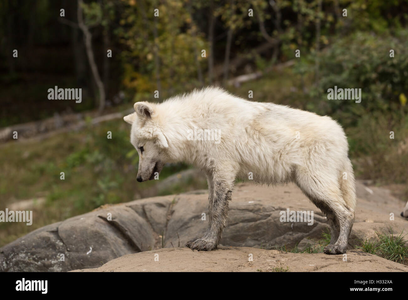 Arctic wolf in the fall forest Stock Photo - Alamy