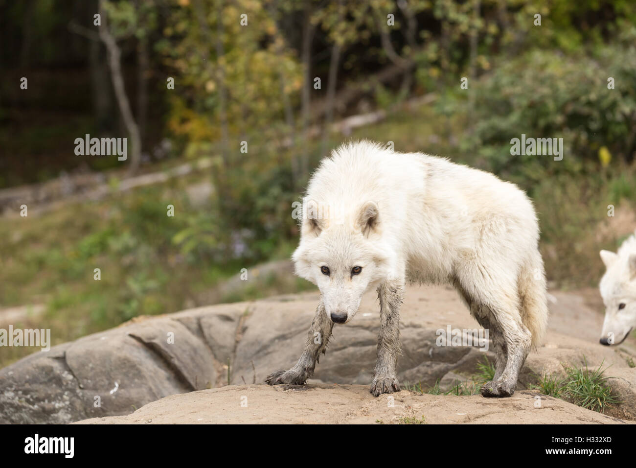 Arctic wolf in the fall forest Stock Photo - Alamy
