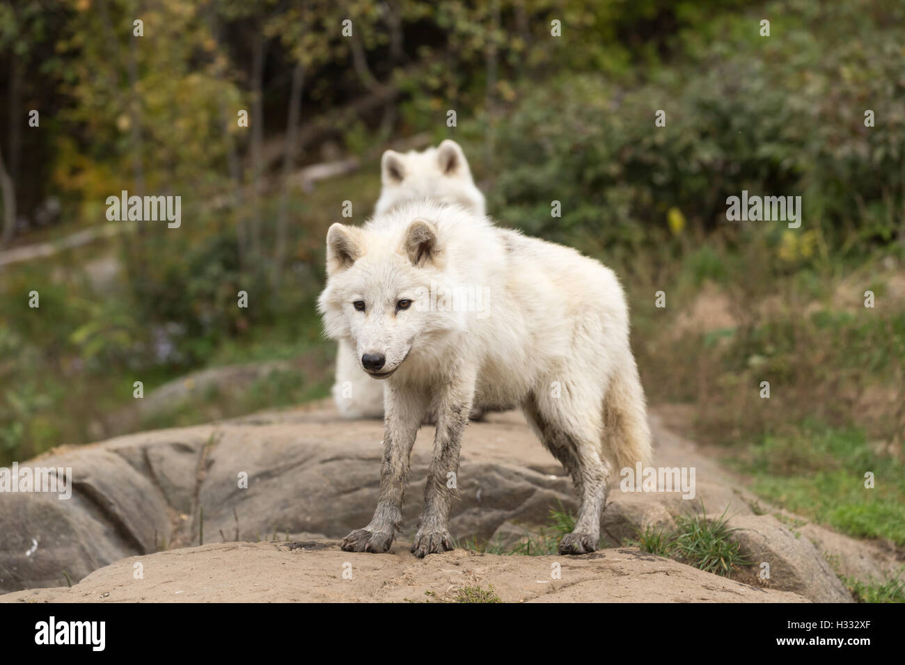 Arctic wolf in the fall forest Stock Photo - Alamy