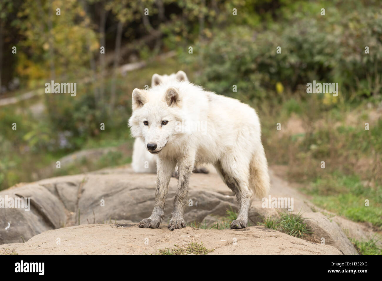 Arctic wolf in the fall forest Stock Photo - Alamy
