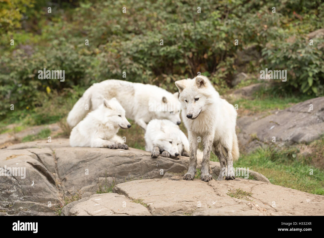 Arctic wolf in the fall forest Stock Photo - Alamy