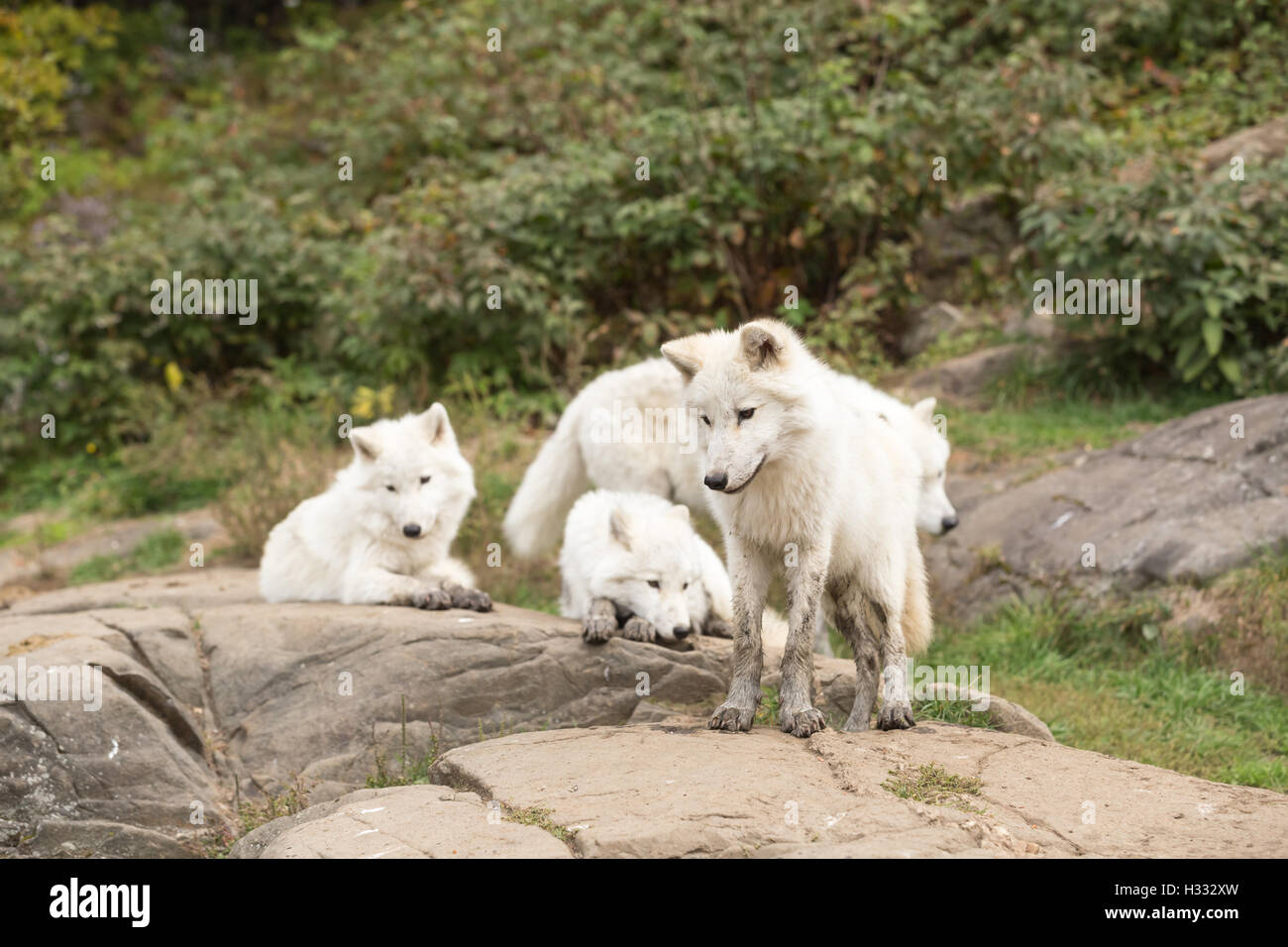 Arctic wolf in the fall forest Stock Photo - Alamy