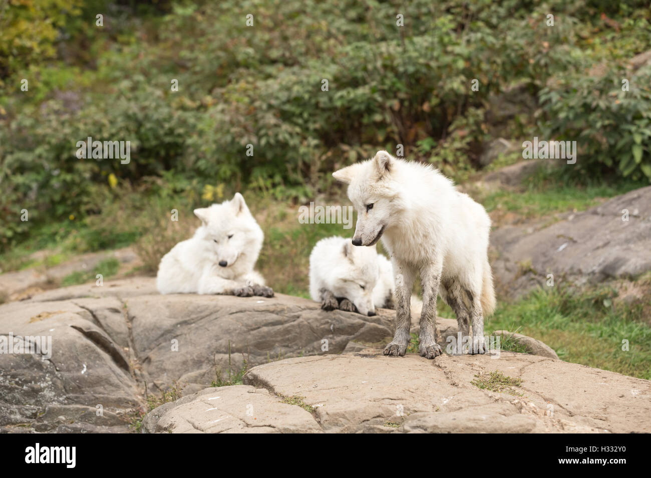 Arctic wolf in the fall forest Stock Photo - Alamy