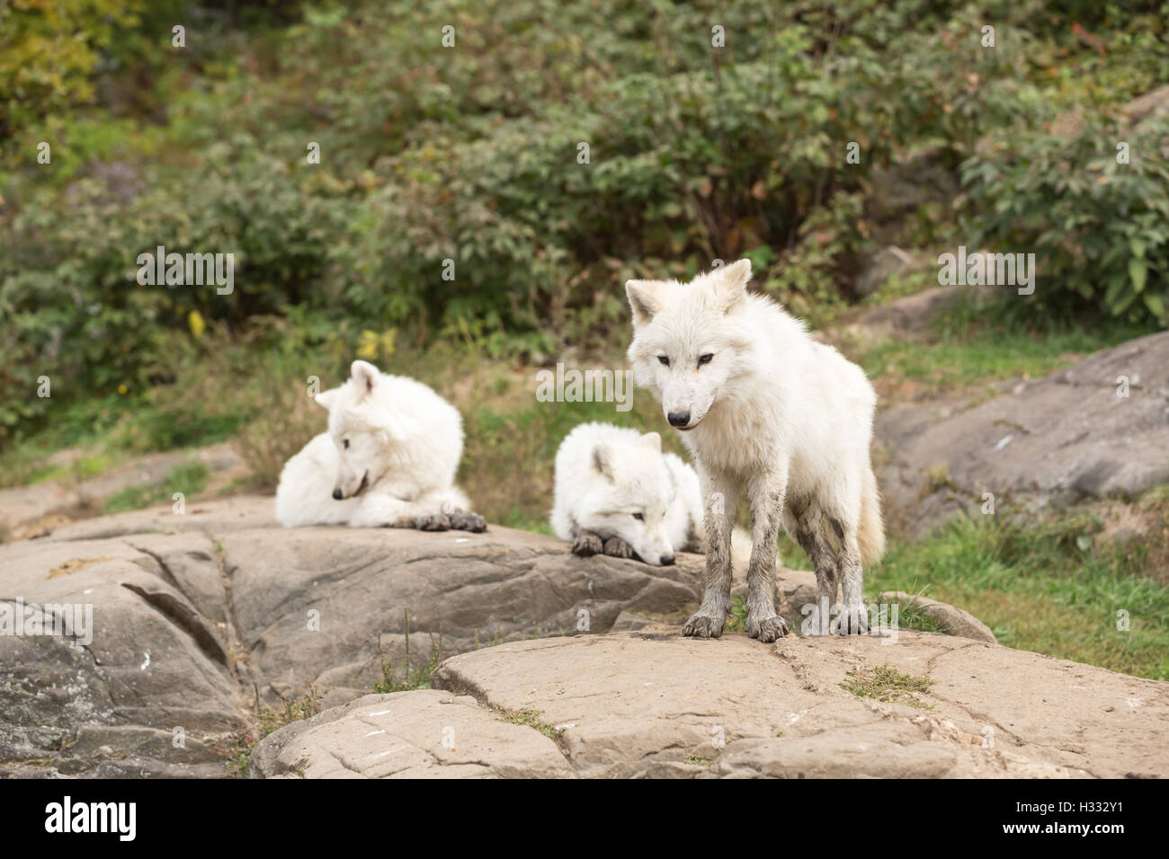 Arctic wolf in the fall forest Stock Photo - Alamy