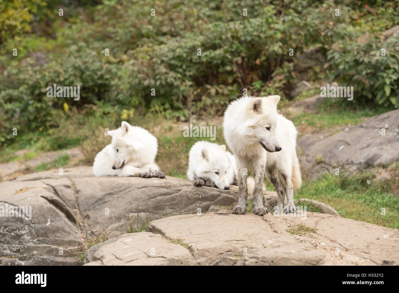Arctic wolf in the fall forest Stock Photo - Alamy