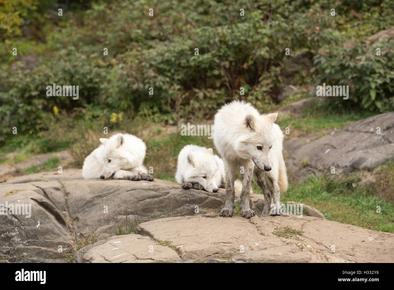 Arctic wolf in the fall forest Stock Photo - Alamy