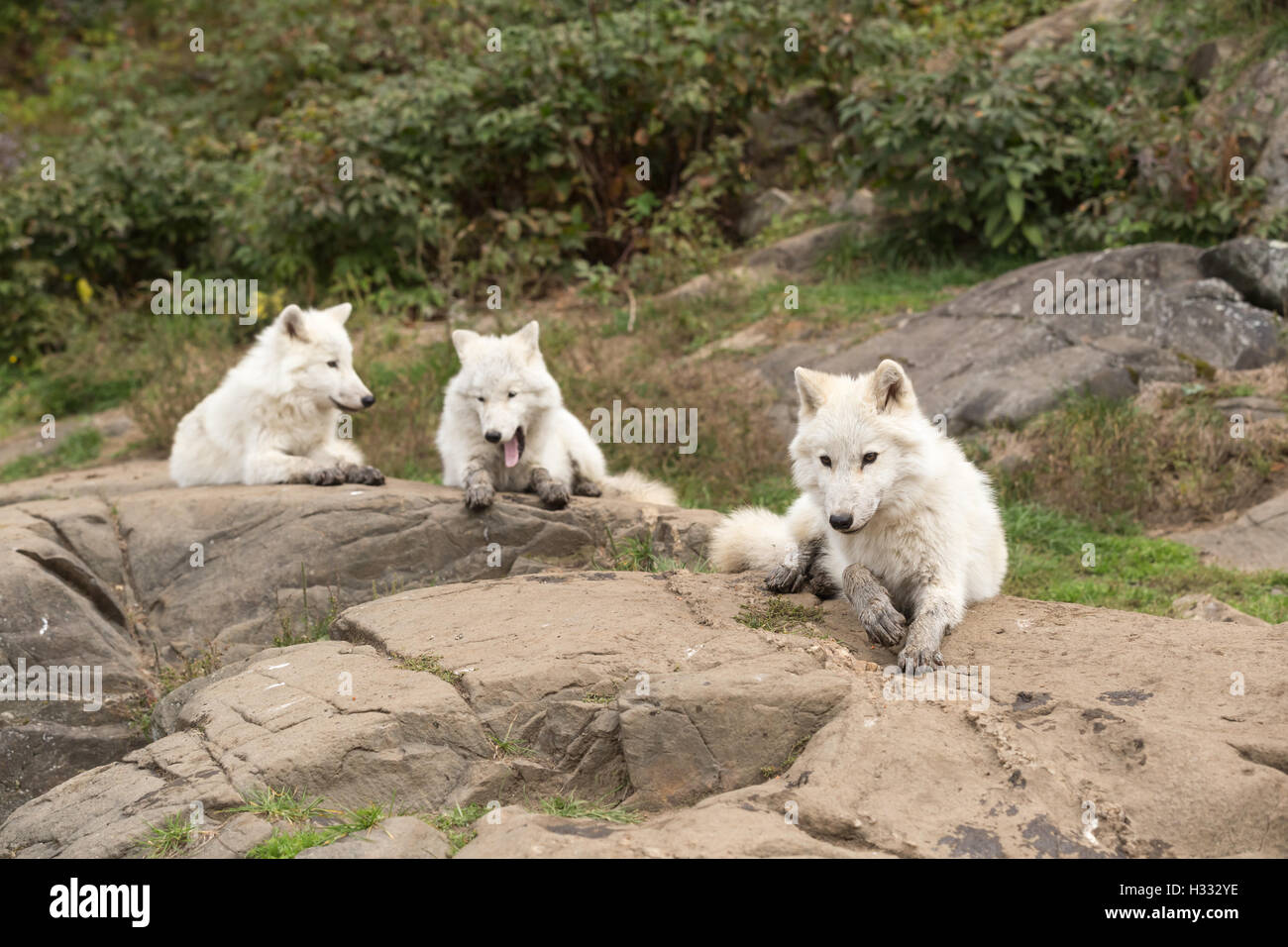 Arctic wolf in the fall forest Stock Photo - Alamy