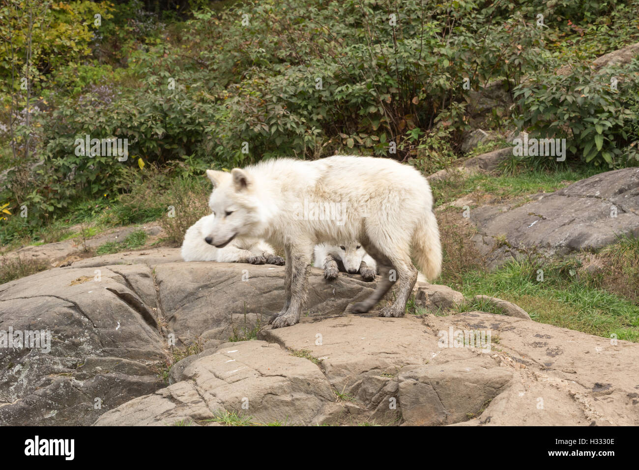 Arctic wolf in the fall forest Stock Photo - Alamy
