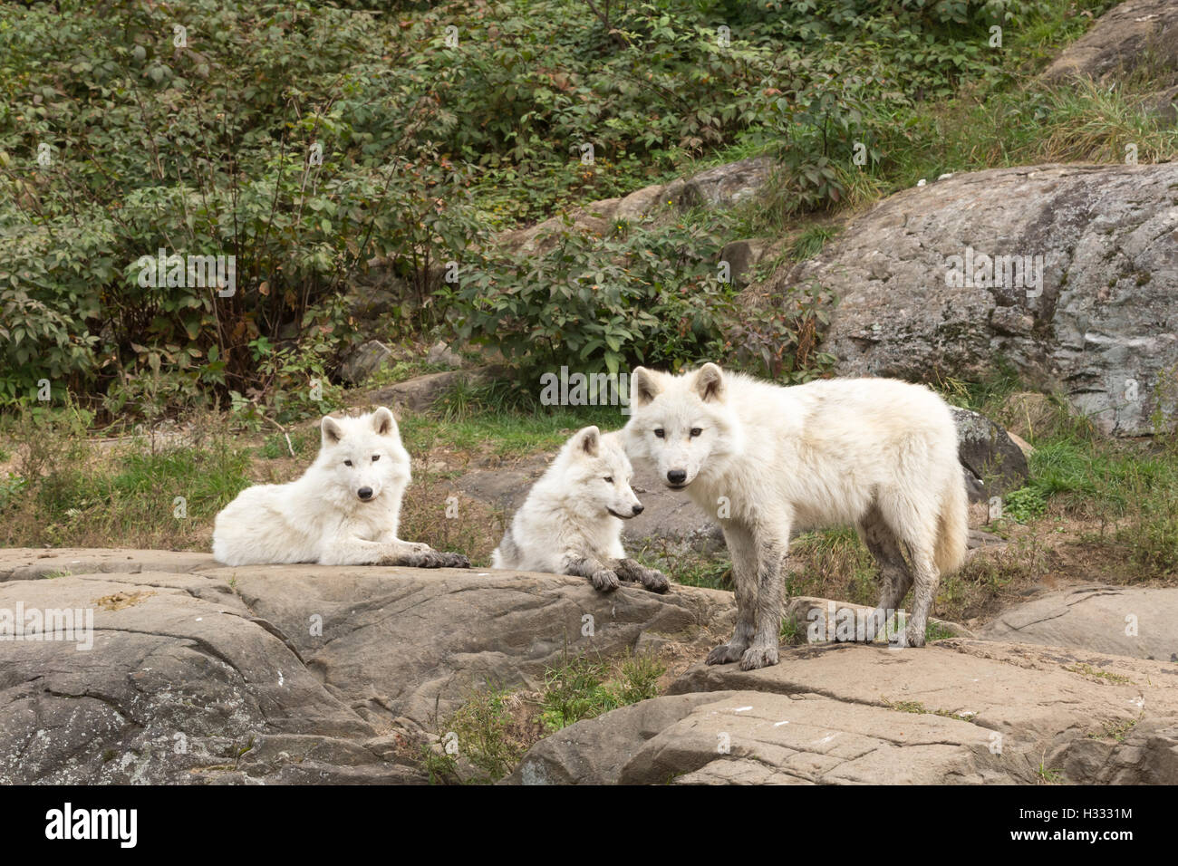Arctic wolf in the fall forest Stock Photo - Alamy