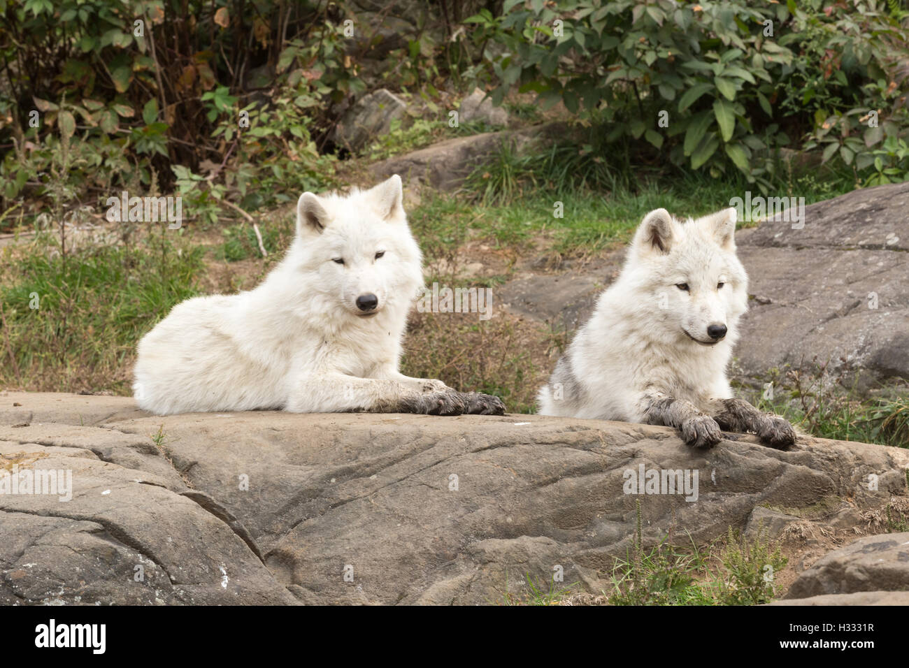 Arctic wolf in the fall forest Stock Photo - Alamy