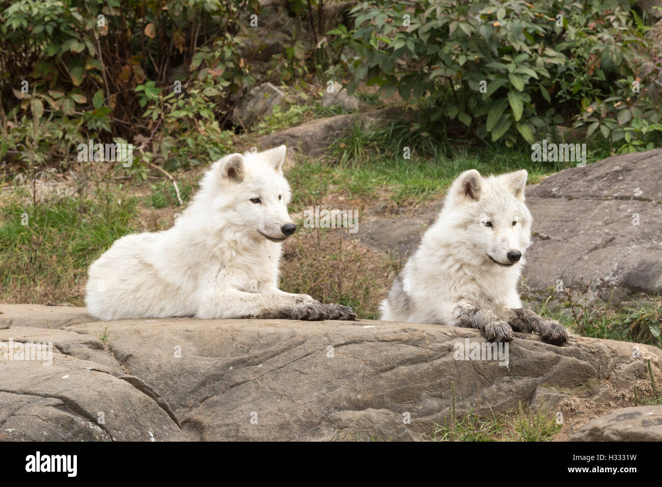 Arctic wolf in the fall forest Stock Photo - Alamy