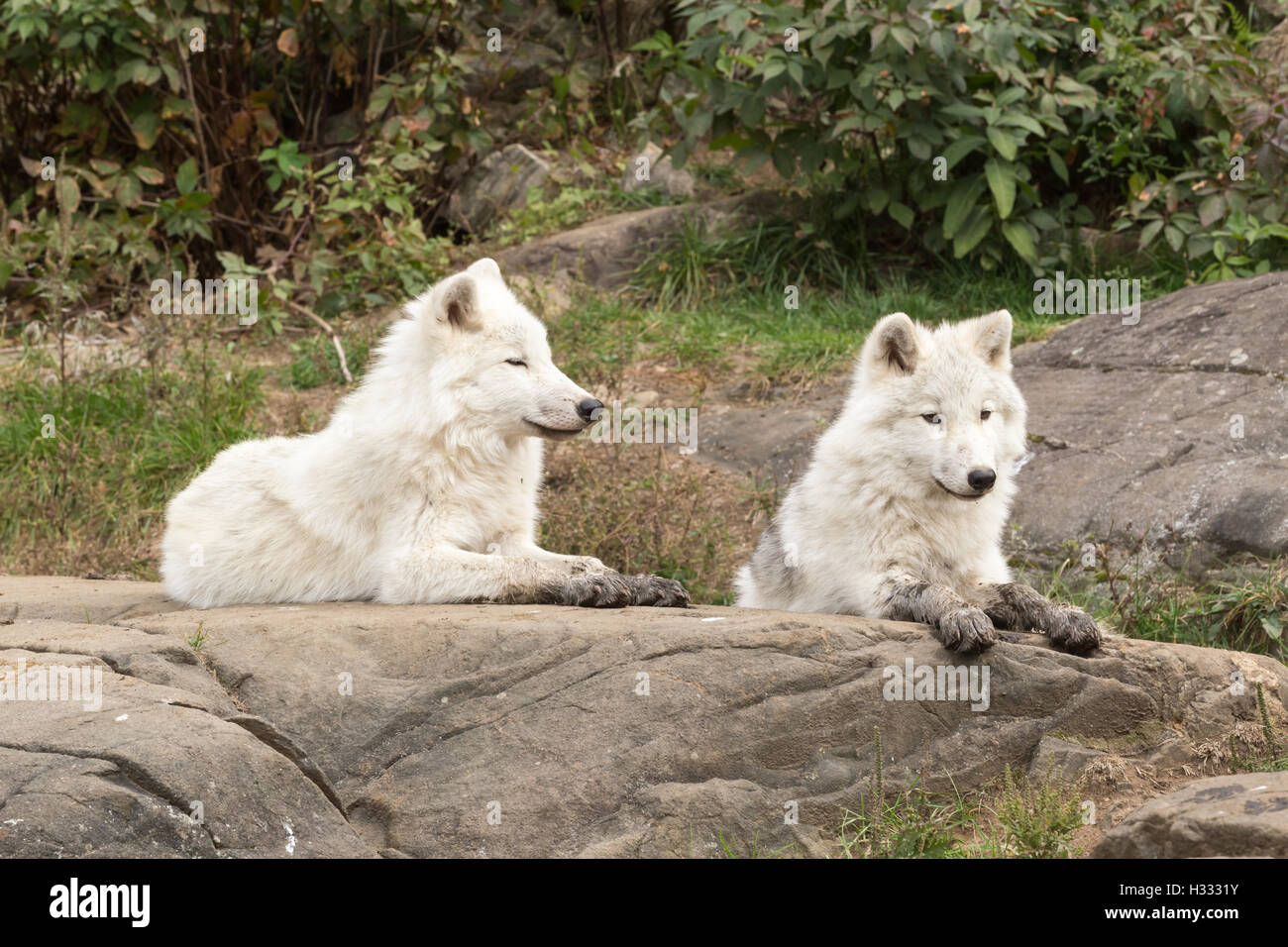 Arctic wolf in the fall forest Stock Photo - Alamy
