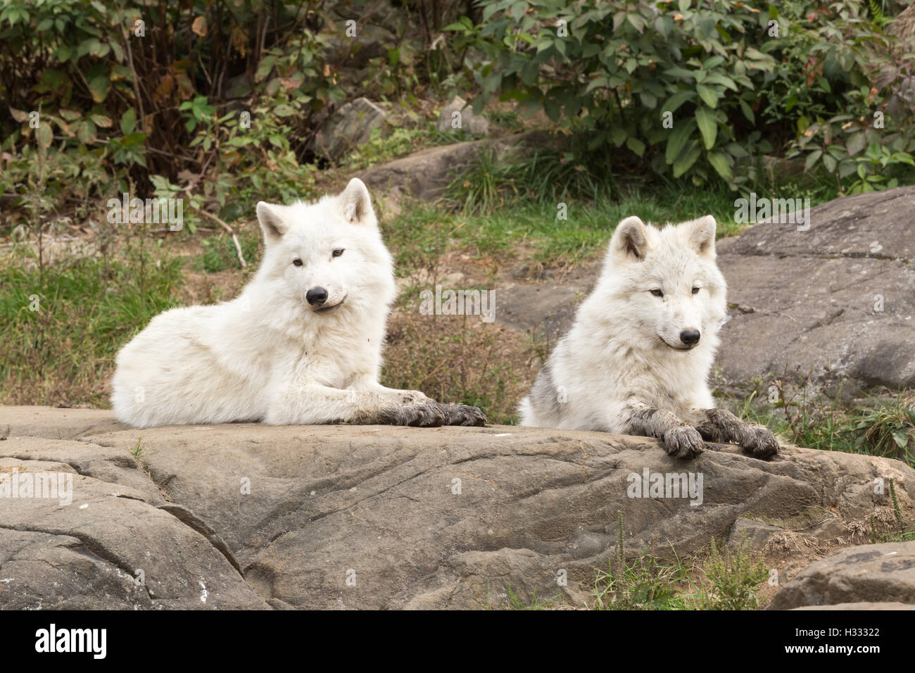 Arctic wolf in the fall forest Stock Photo - Alamy