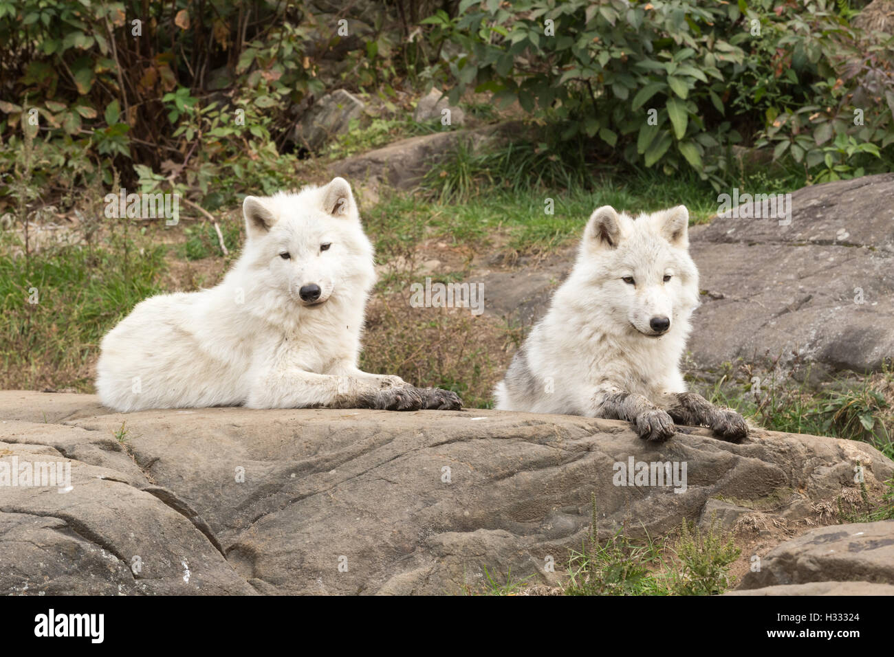 Arctic wolf in the fall forest Stock Photo - Alamy