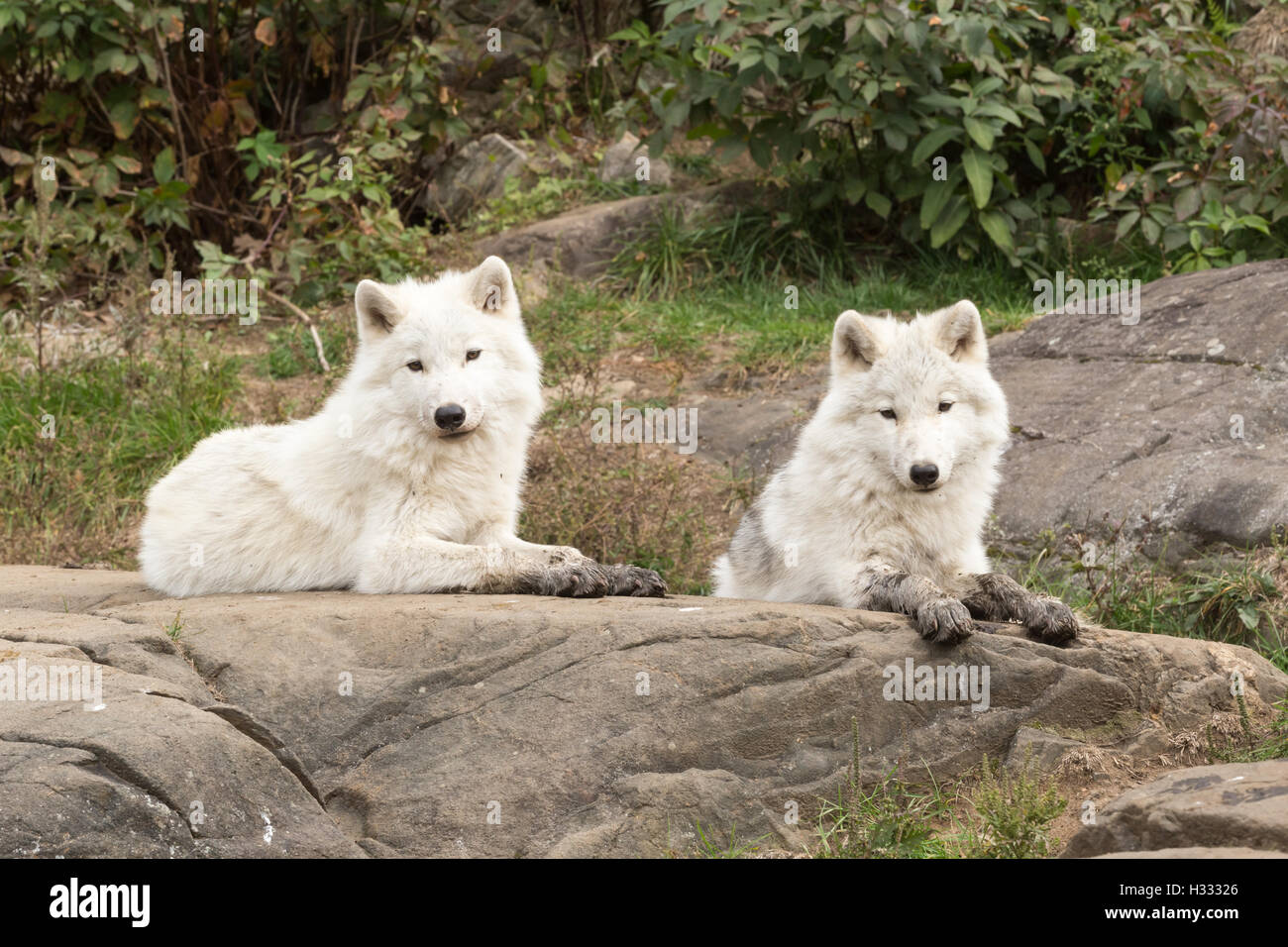 Arctic wolf in the fall forest Stock Photo - Alamy