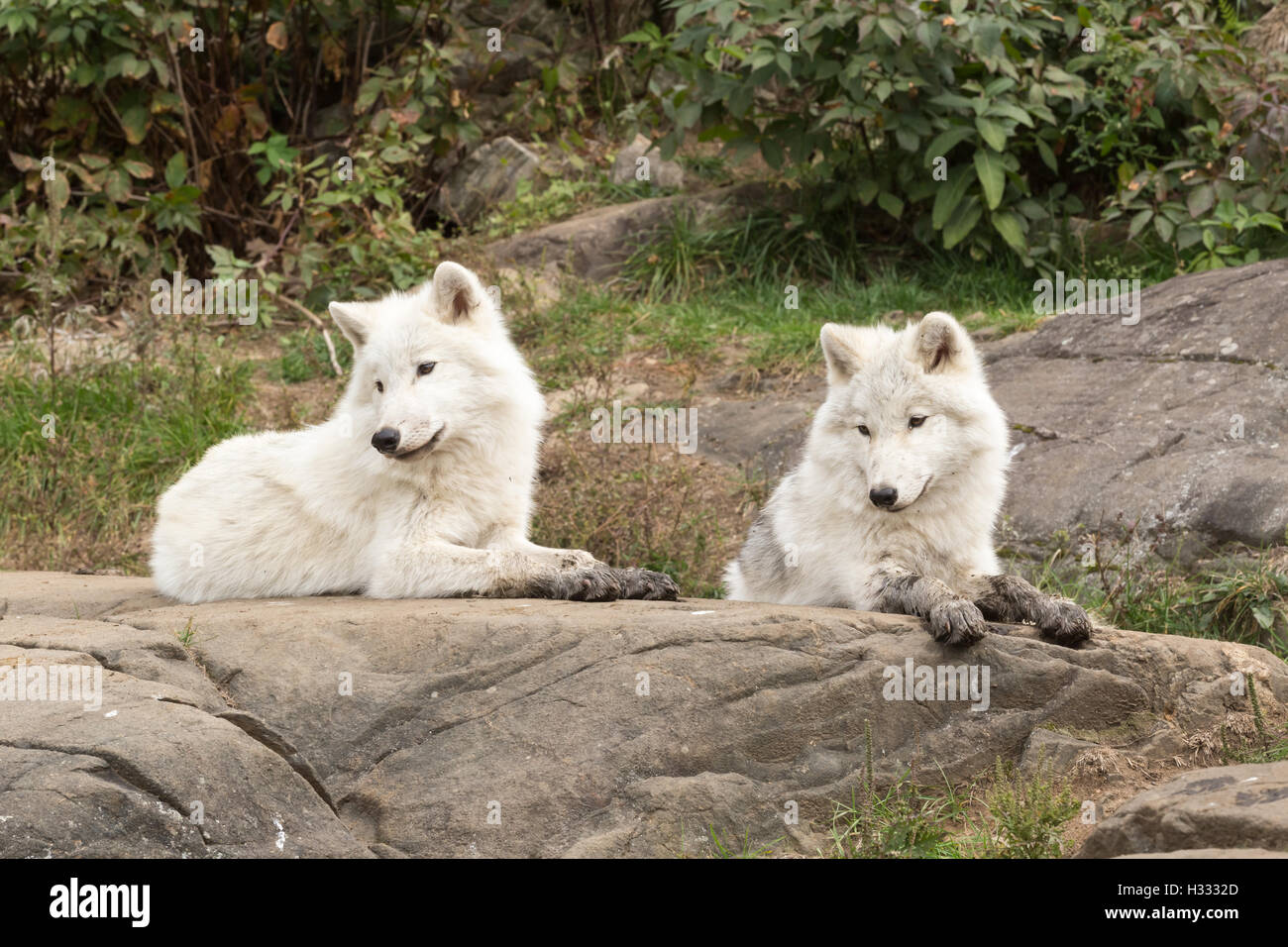 Arctic wolf in the fall forest Stock Photo - Alamy