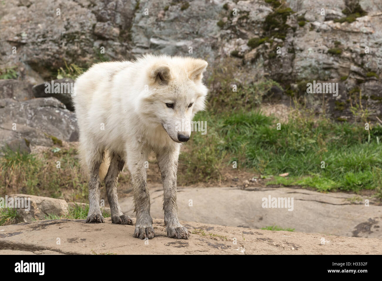 Fall in the arctic hi-res stock photography and images - Alamy