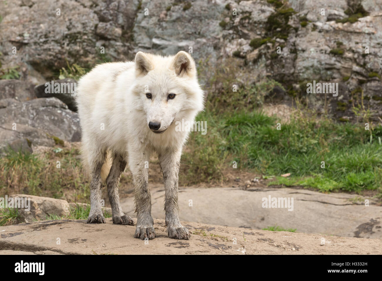 Arctic wolf in the fall forest Stock Photo - Alamy