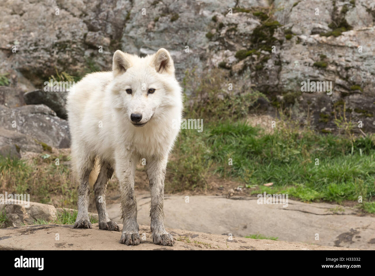 Arctic wolf in the fall forest Stock Photo - Alamy